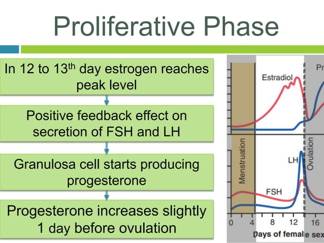Menstrual Cycle | Hormonal Regulation | PPTX | Pregnancy | Reproductive ...