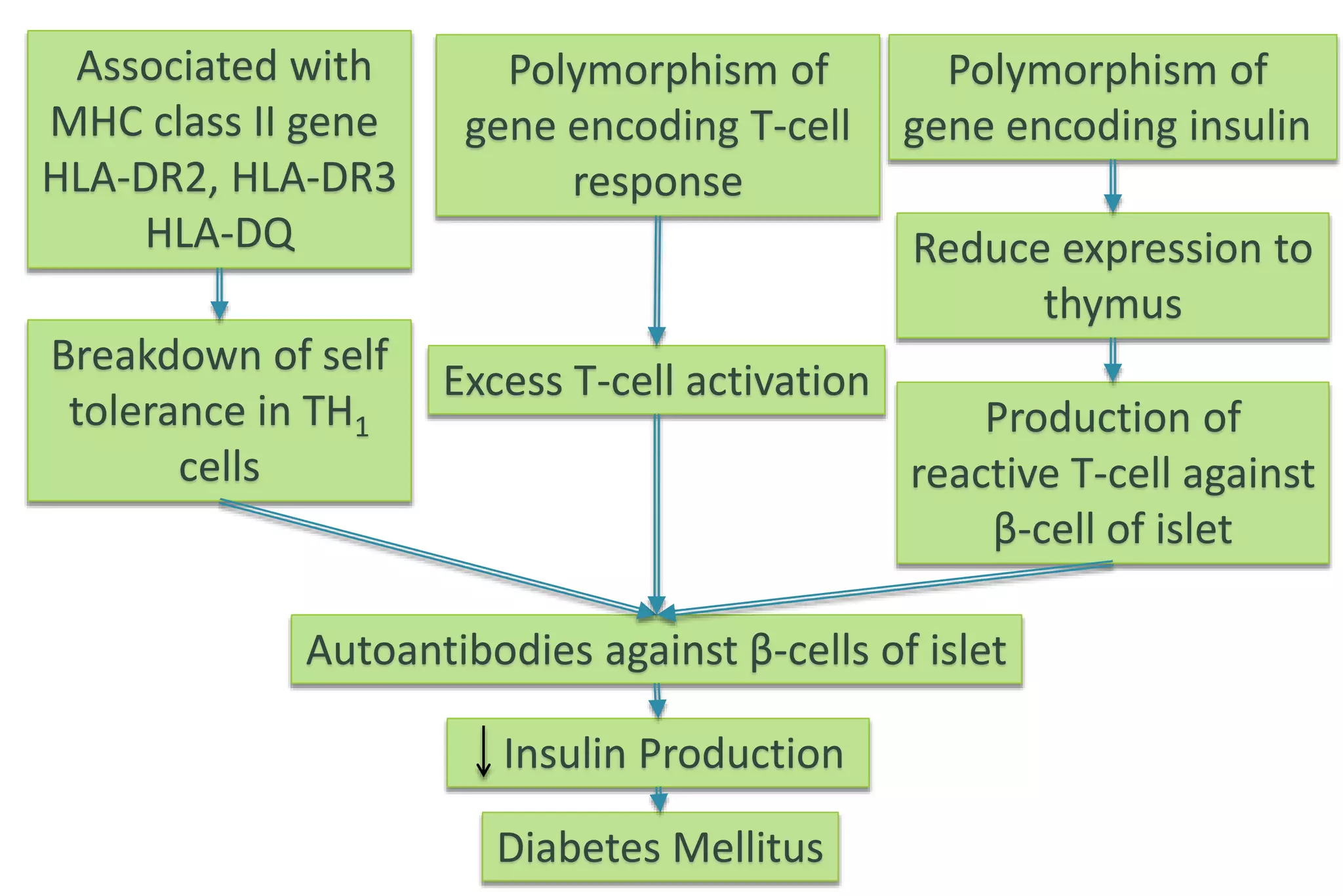 Diabetes Mellitus | Classification , Etiology , Pathogenesis ...