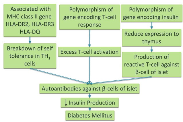 Diabetes Mellitus | Classification , Etiology , Pathogenesis ... Diabetes Mellitus | Classification , Etiology , Pathogenesis ...