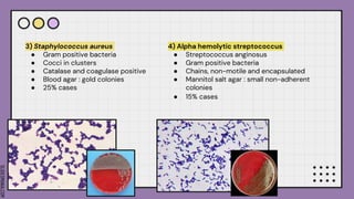 Group D_Dentoalveolar Infection.pptx