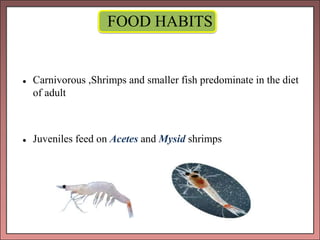 distribution,biology,seed collection,nursery rearing and culture ...