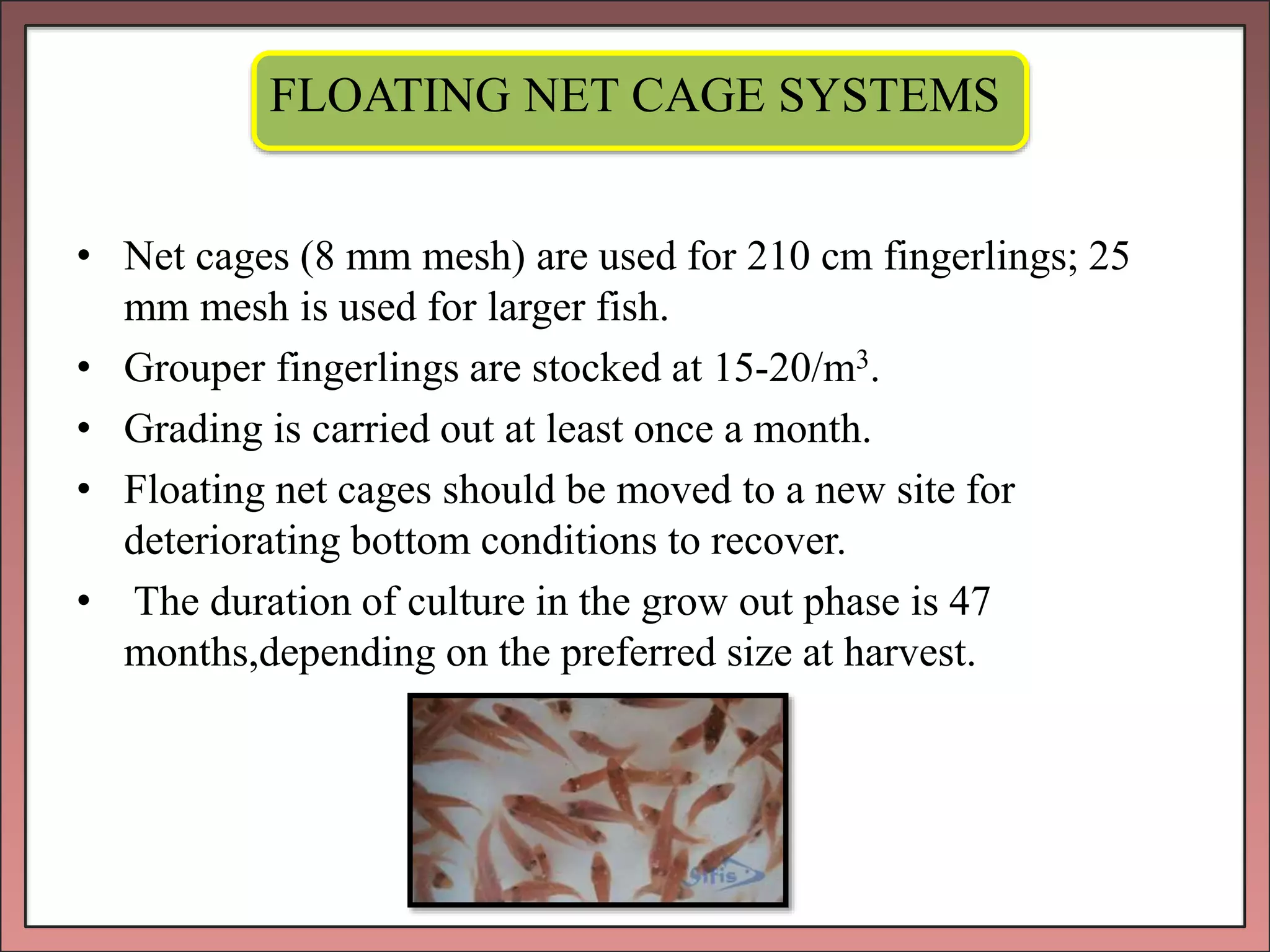distribution,biology,seed collection,nursery rearing and culture ...