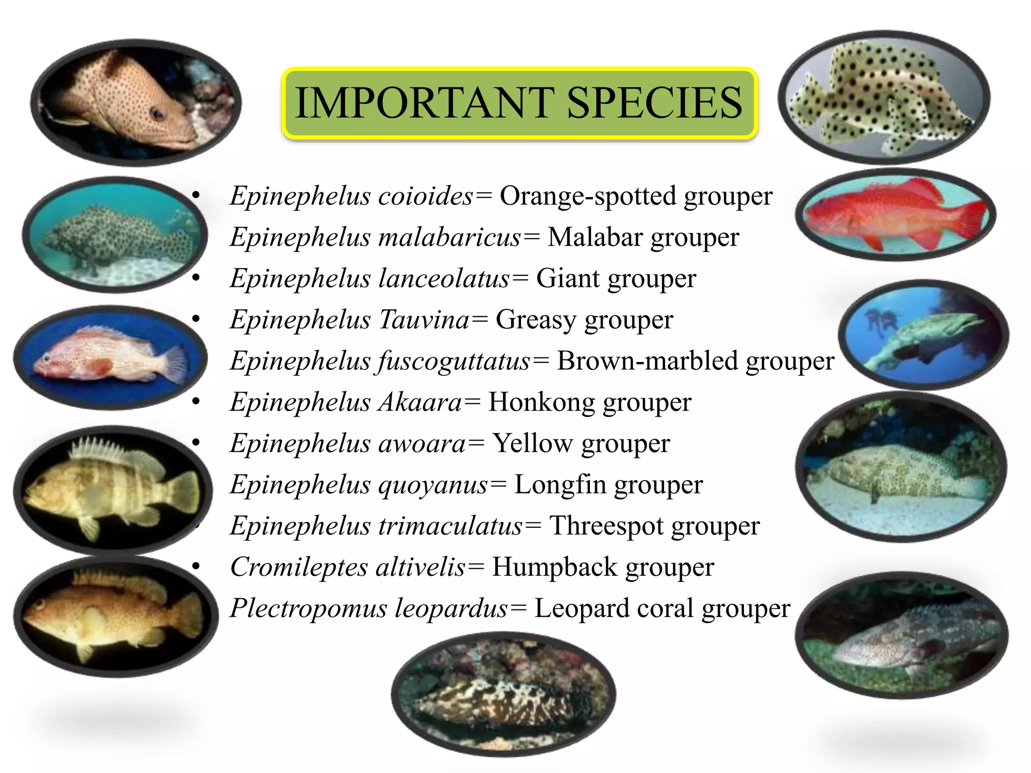 distribution,biology,seed collection,nursery rearing and culture ...
