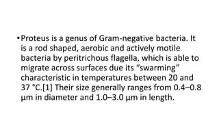 group four.pptx on proteues species in h | PPTX | Infectious Diseases ...