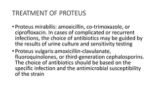 group four.pptx on proteues species in h | PPT