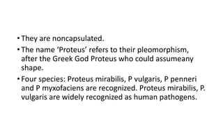 group four.pptx on proteues species in h | PPTX | Infectious Diseases ...
