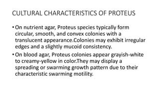 group four.pptx on proteues species in h | PPTX | Infectious Diseases ...