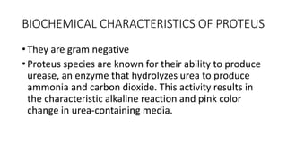 group four.pptx on proteues species in h | PPTX | Infectious Diseases ...