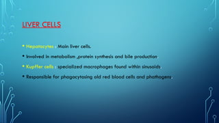 GROUP FOUR PRESENTATION _LIVER FUNCTIONS ,ANATOMY AND HISTOLOGY.pptx