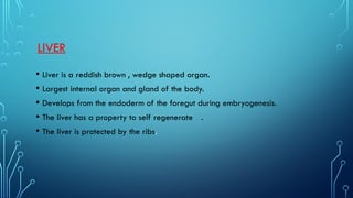 GROUP FOUR PRESENTATION _LIVER FUNCTIONS ,ANATOMY AND HISTOLOGY.pptx