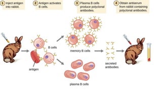 antiserum by samawia iqbal | PPTX