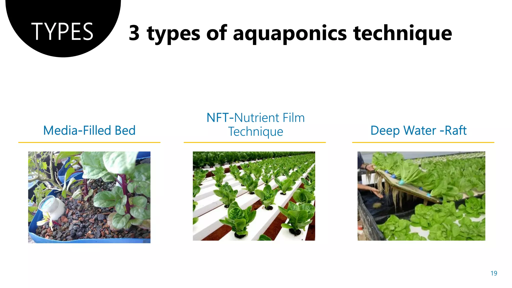 Aquaponics | PDF