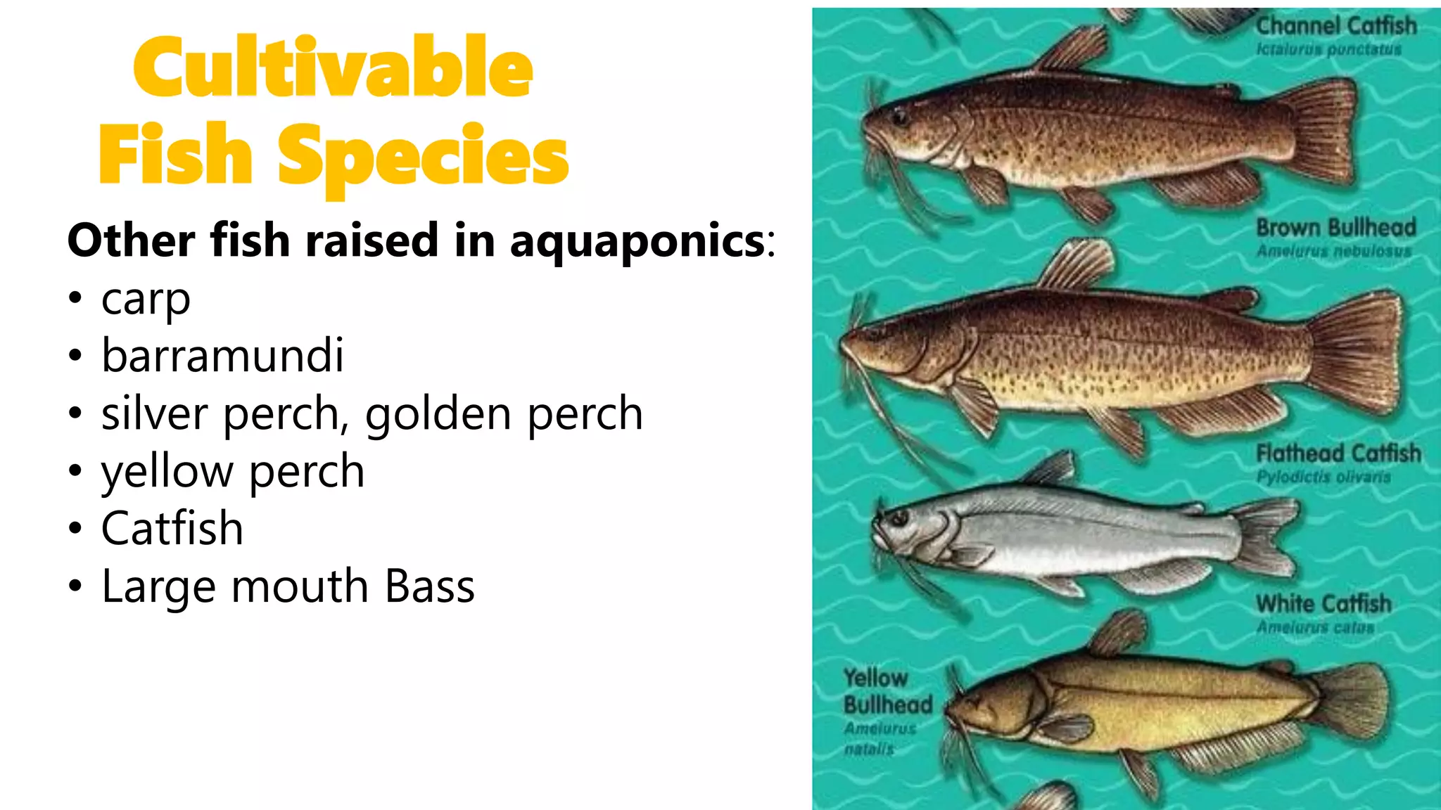 Aquaponics | PDF