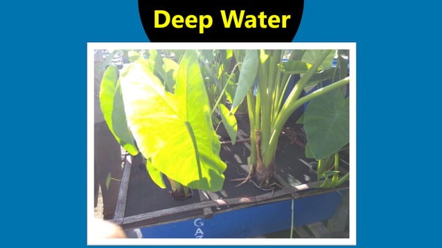 Aquaponics | PDF | Gardening | Home & Garden