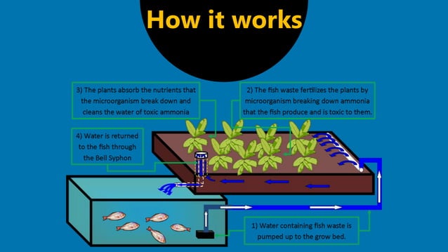 Aquaponics | PDF | Gardening | Home & Garden