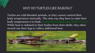 GROUP I(BASKING).pptx