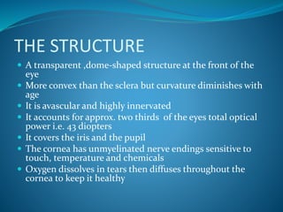 ANATOMY OF THE CORNEA | PPTX