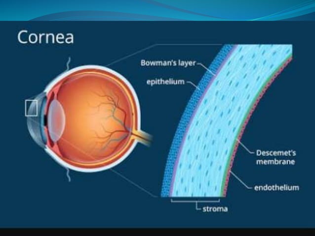 ANATOMY OF THE CORNEA | PPT