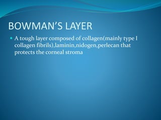 ANATOMY OF THE CORNEA | PPT