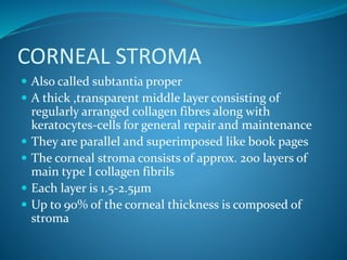 ANATOMY OF THE CORNEA | PPT