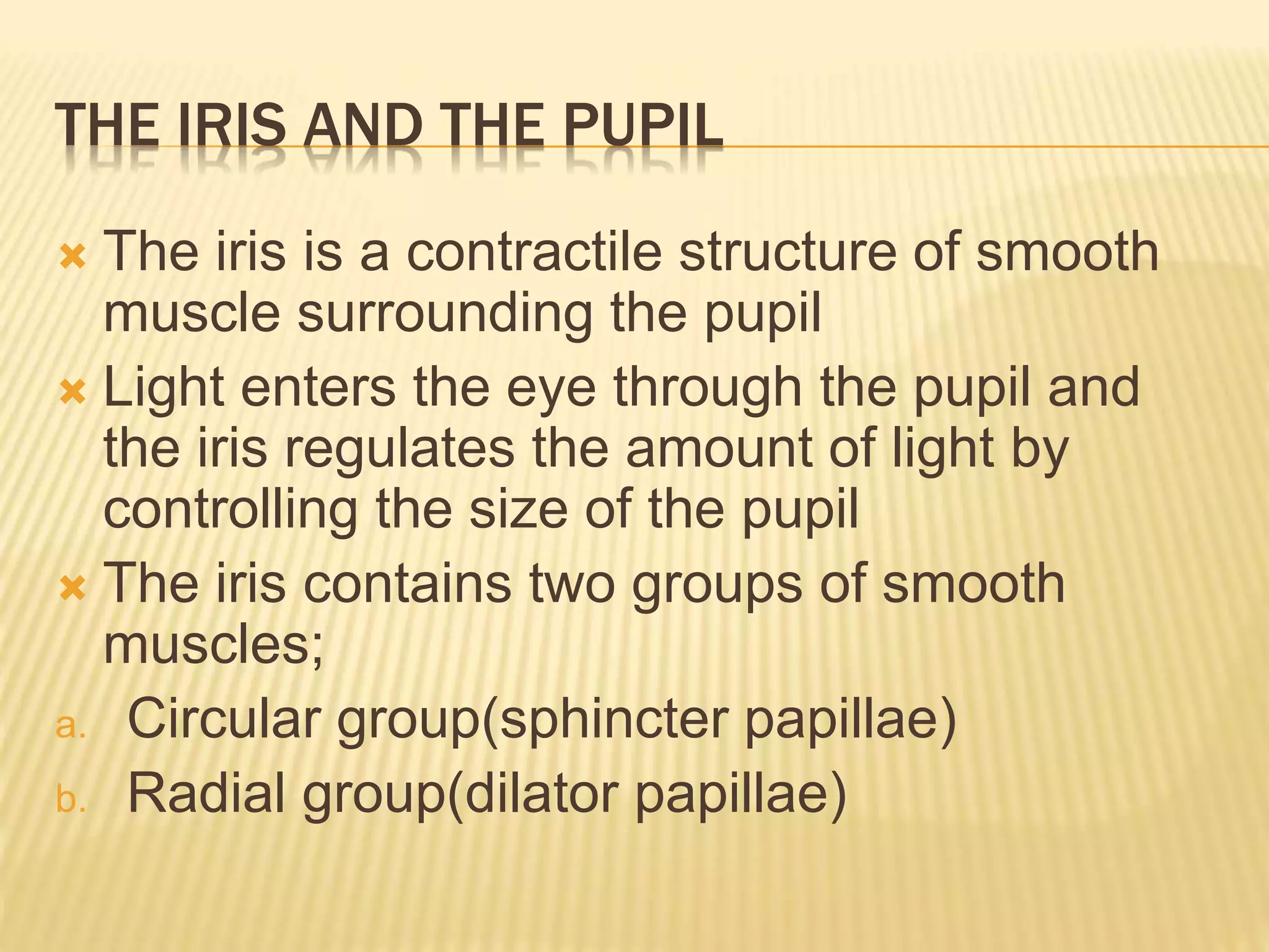 ANATOMY OF THE PUPIL | PPTX