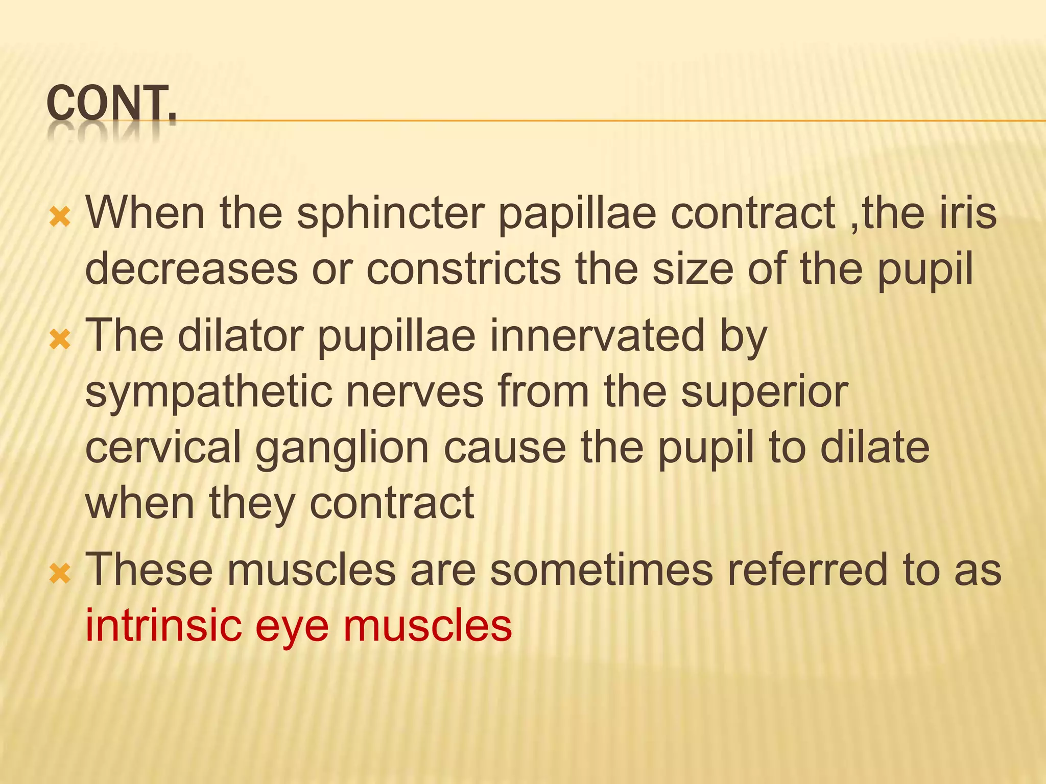 ANATOMY OF THE PUPIL | PPTX