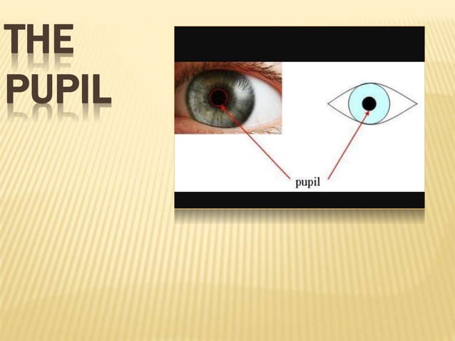 ANATOMY OF THE PUPIL | PPTX