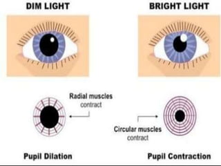 ANATOMY OF THE PUPIL | PPTX