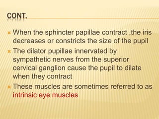 ANATOMY OF THE PUPIL | PPTX