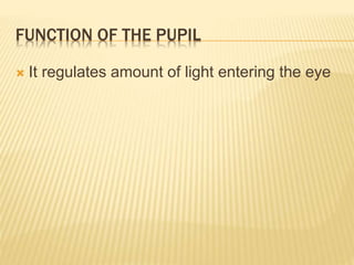 ANATOMY OF THE PUPIL | PPTX