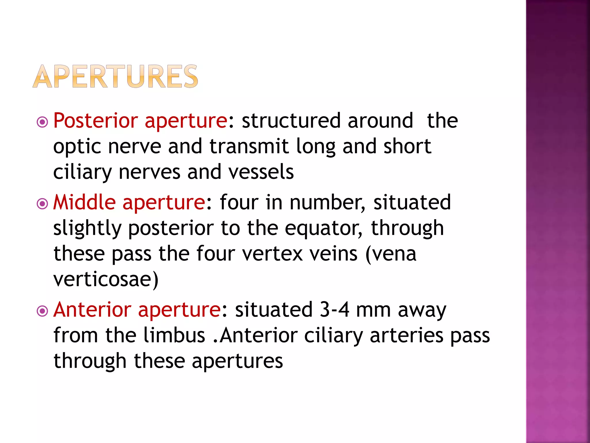 ANATOMY OF THE SCLERA | PPTX