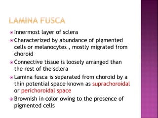 ANATOMY OF THE SCLERA | PPTX