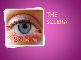 ANATOMY OF THE SCLERA | PPTX