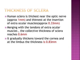 ANATOMY OF THE SCLERA | PPTX