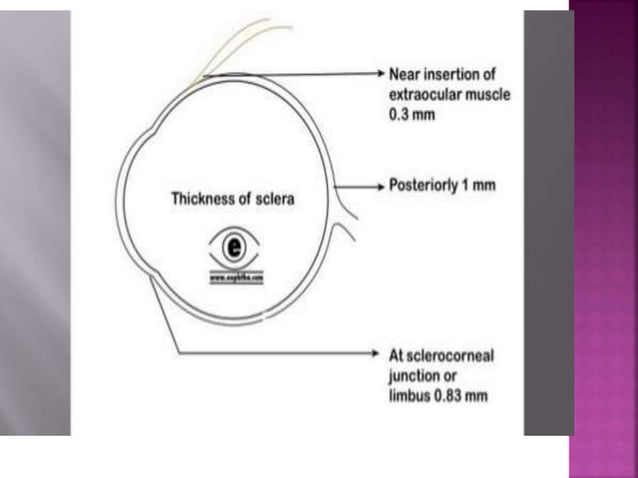 ANATOMY OF THE SCLERA | PPTX