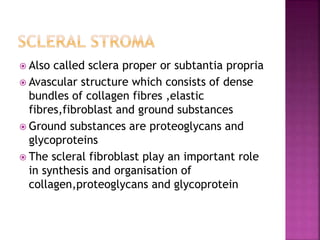 ANATOMY OF THE SCLERA | PPTX