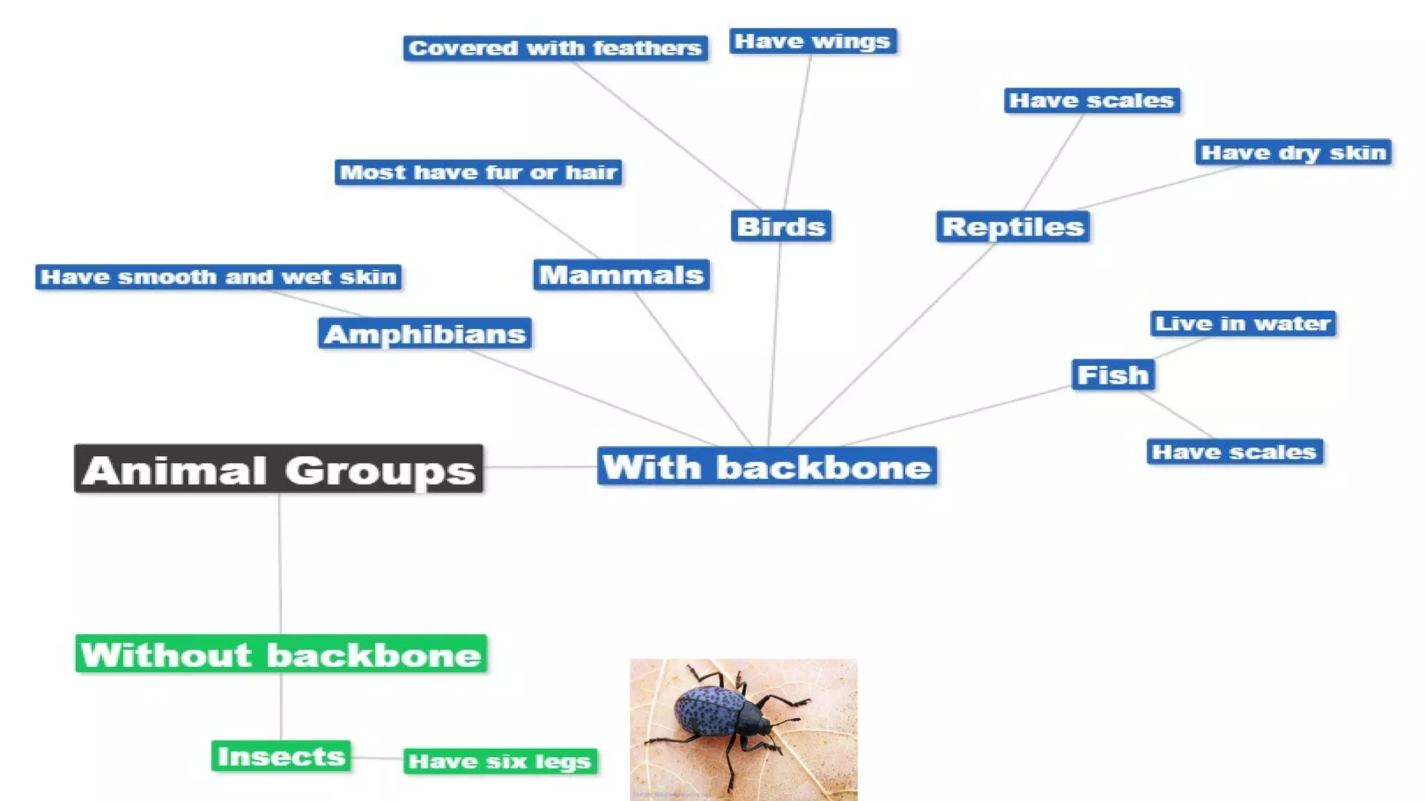 Grouping living things grade 1 | PPT