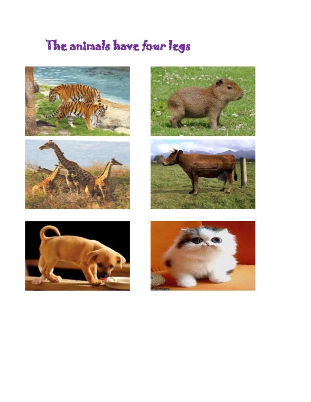 Grouping animals according to the number of legs