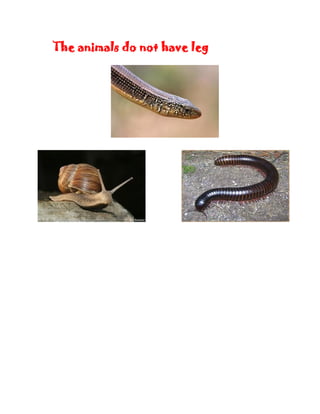 Animals That Have Legs