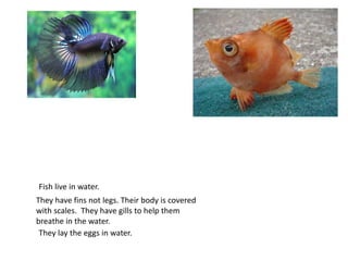 different ways of grouping_animals_variation.ppt