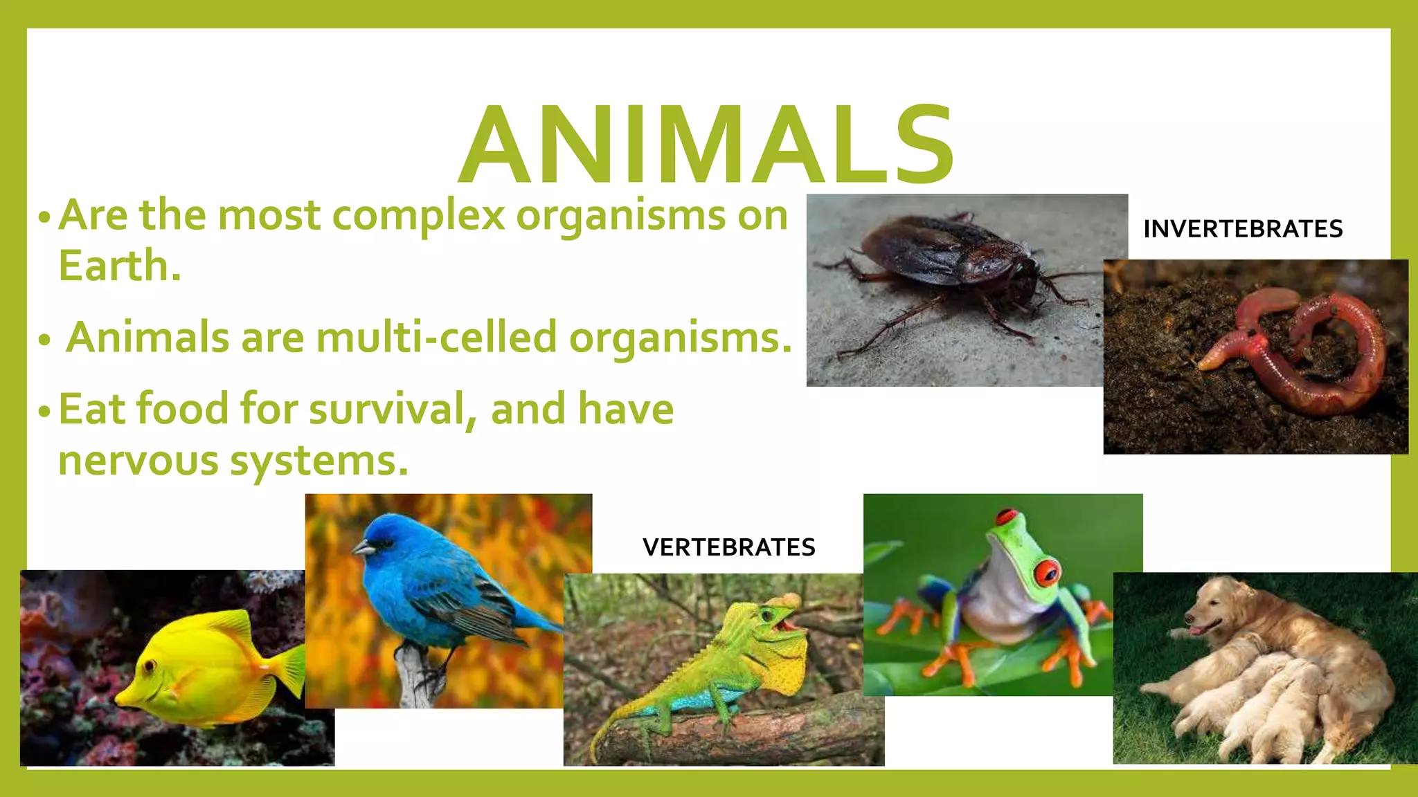 Grouping living things | PPTX