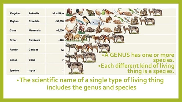 Grouping living things