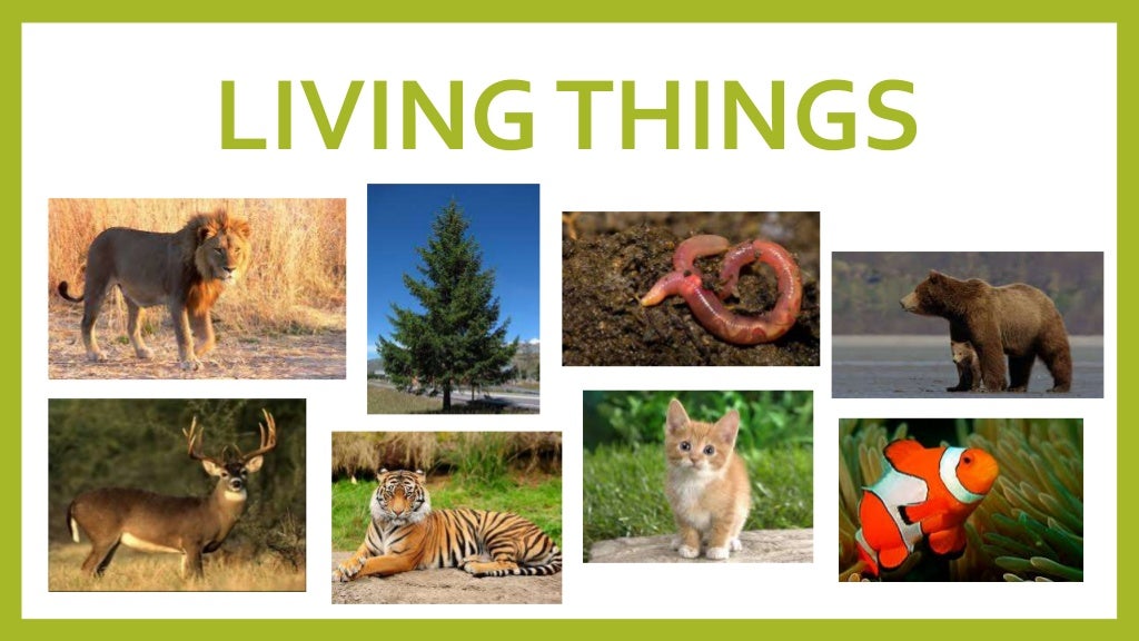 Grouping living things