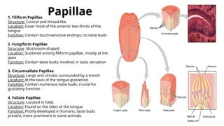 group iv Introduction & Gross Anatomy of the Tongue | PPTX