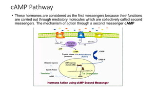 Group ll Hormones.pptx for UG Life Science Students | PPT