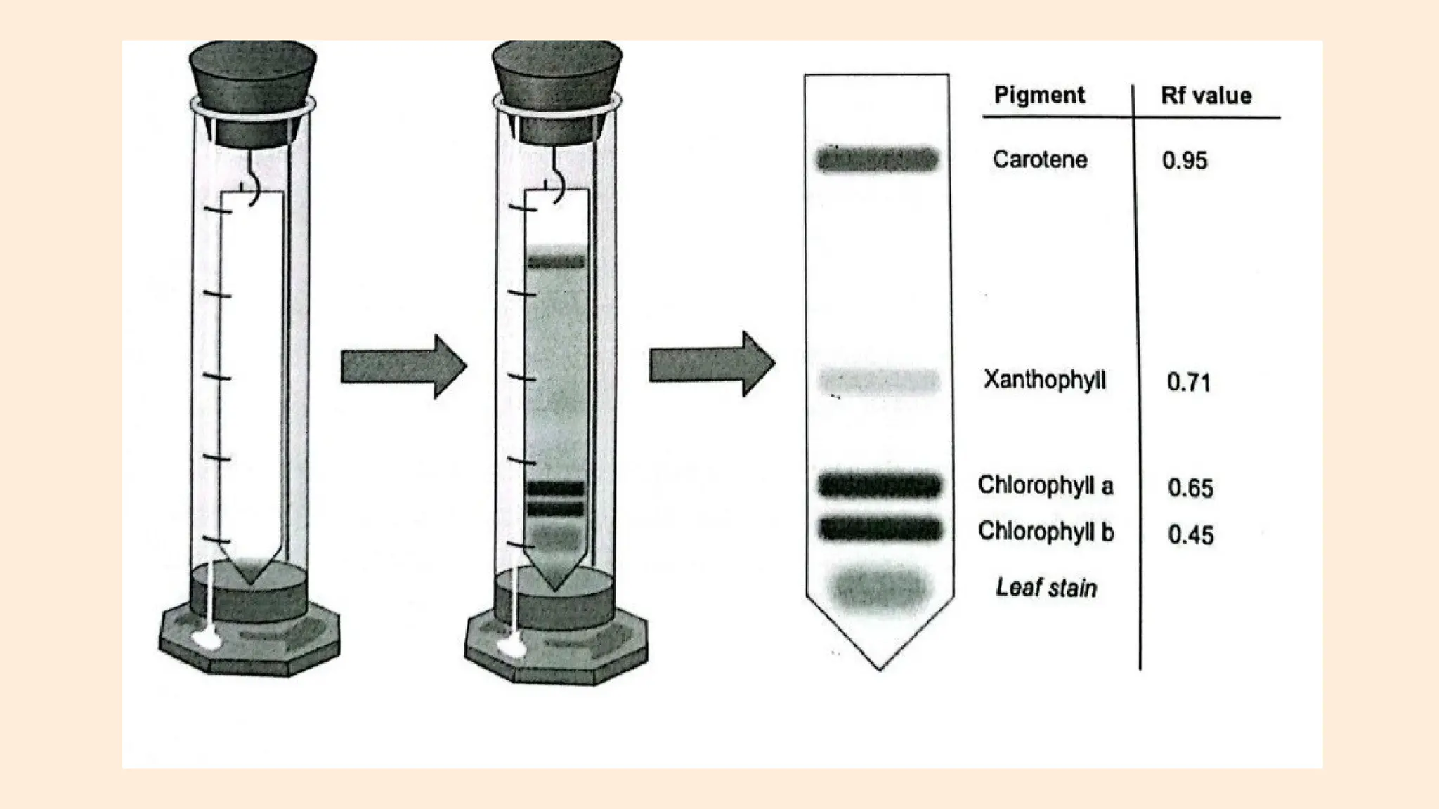 BS Chemistry, history and basics of paper chromatography | PPTX