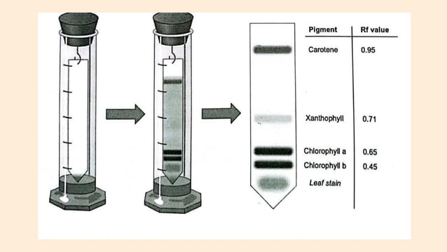 BS Chemistry, history and basics of paper chromatography | PPTX