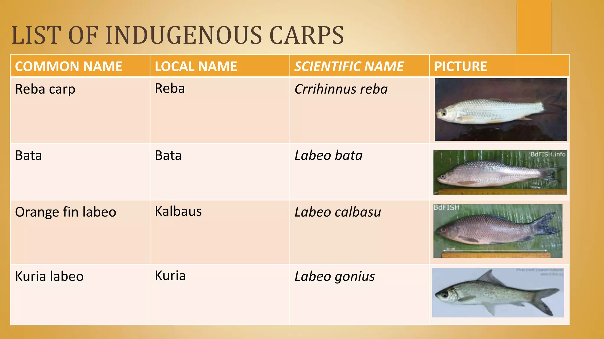 polyculture of carps | PPTX