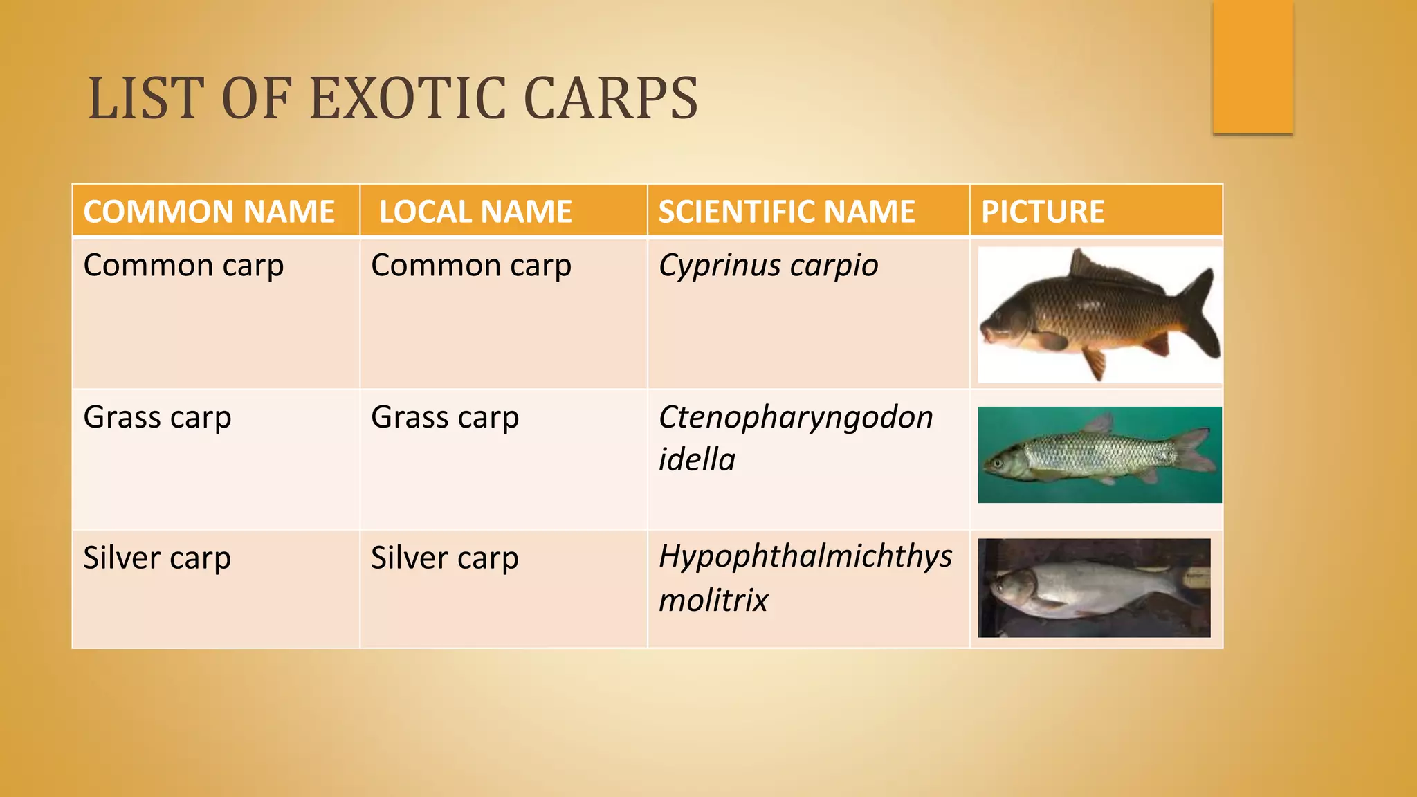 polyculture of carps | PPTX
