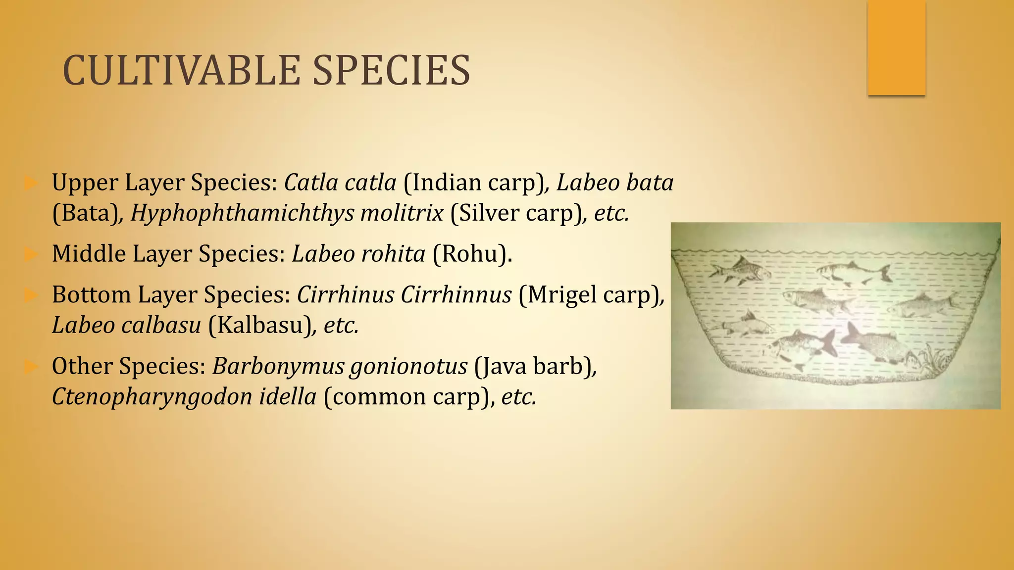 polyculture of carps | PPTX